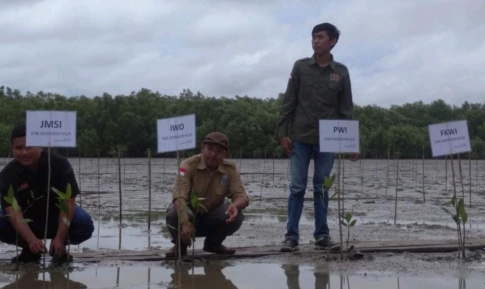 Tanam Mangrove, Merawat Benteng Terakhir Ekosistem Pesisir Inhil
